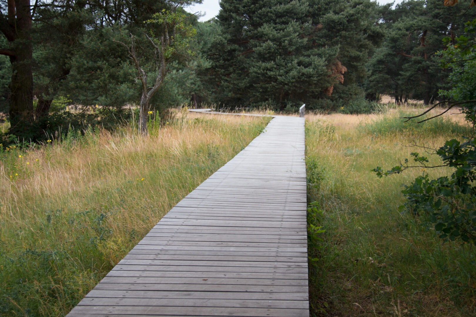 Naturschutzgebiet Schwanheimer Düne in Frankfurt | MEININGER Hotels