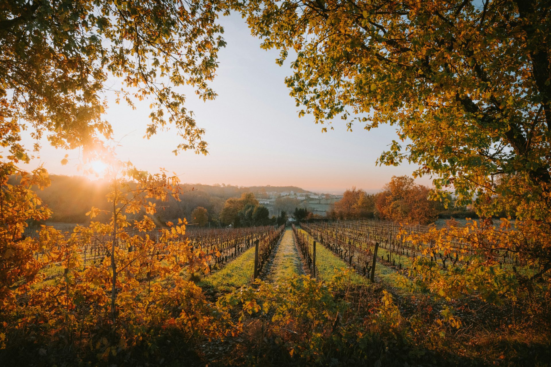 Discover the best wineries to visit in Bordeaux | MEININGER Hotels